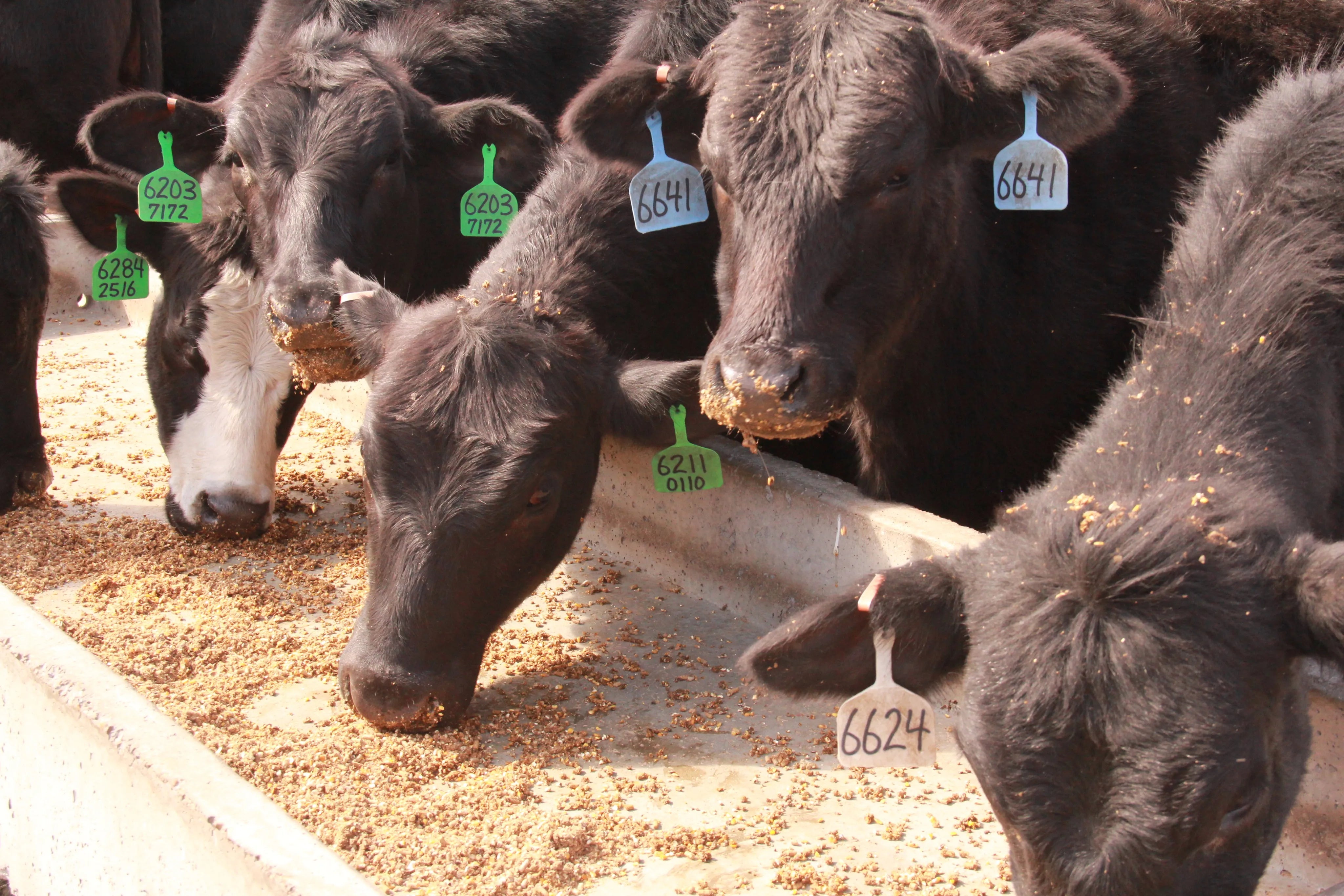 Cattle & Swine Feed – Arnall Grocery